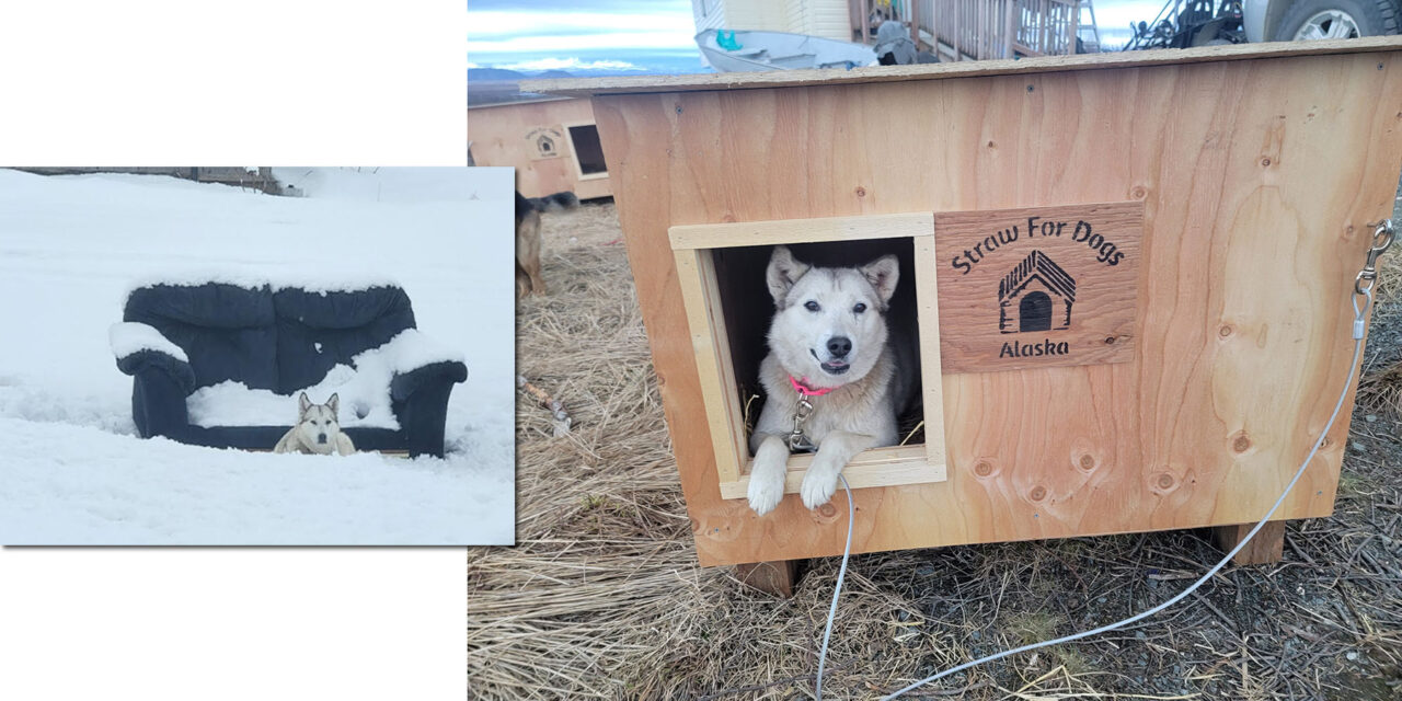 Straw for Dogs | Improving the lives of pets outdoors